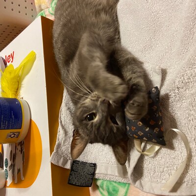 Large Cat Kicker Toy With Ribbons. 12 to 13 Long. Quality Catnip Silver ...