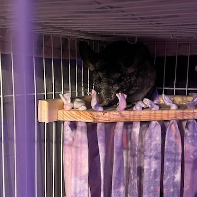 Chinchilla Hut Hideout House Free Standing House for Chinchilla Kiln ...