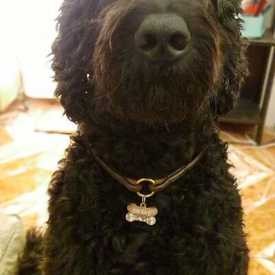 Mountains Dog Tag for Dogs, Rustic Dog Tag, Outdoors Personalized Pet ...