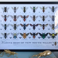 Native Bees of Western Australia Poster - Etsy Australia
