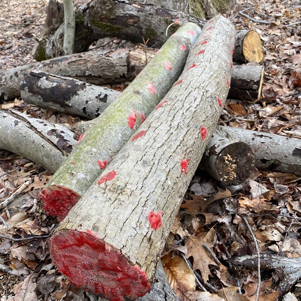 Two 6lb Masters Mix Substrate Blocks, Steam Sterilized - Etsy