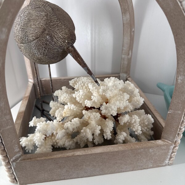 5 to 100 Pieces Clearance Sale Open Back Shells Real Ring Tops Cowrie ...