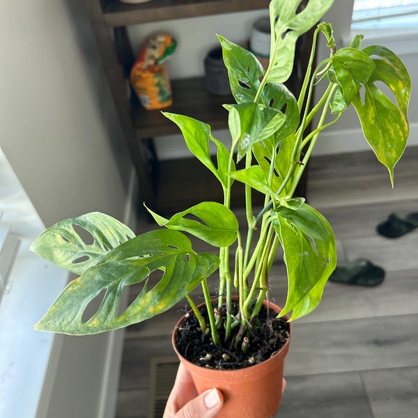 Monstera Adansonii - Narrow Form - Swiss Cheese Plant - Available in ...