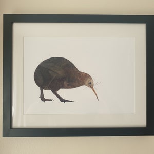 Kiwi new Zealand Art, New Zealand Birds - Etsy