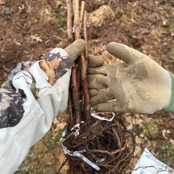 5 Heritage Everbearing Red Raspberry Plants (5 Large 1 Year Old Bare ...