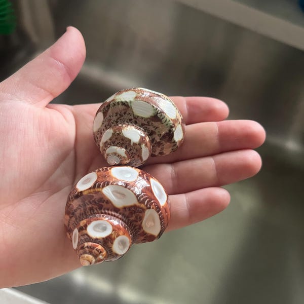 Spotted Turbo Petholatus I Spotted Shell I Turbo Seashell I Turbo ...