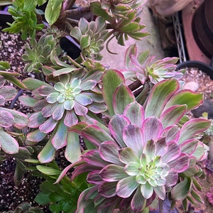 Aeonium Medusa Mutant Middle Variegatacluster. Rare Aeonium - Etsy