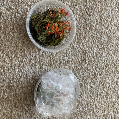 Small Terrarium Humidifier for Lichens, Moss, Plants. Mini Propagation ...