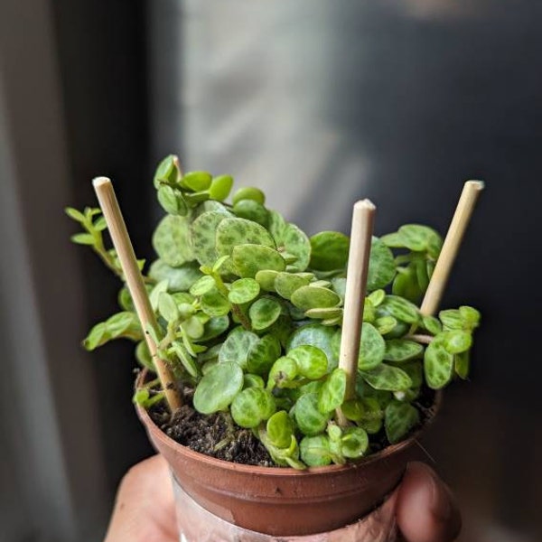 String of Turtles, Peperomia Prostrata, Turtle Vine, Trailing House ...