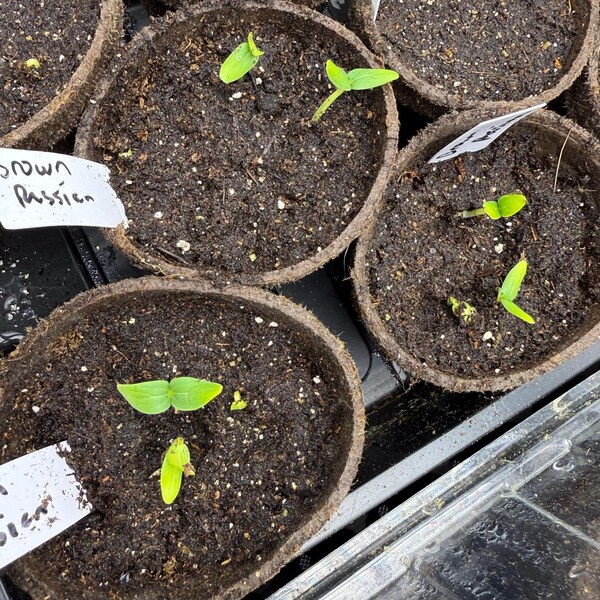 Snapdragon- Tall Spur Mix Seeds -deluxe Tall Mixed Colors - Heirloom - Etsy