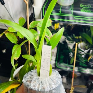 Rlc. Shin Shiang Diamond 'tai Young 1' NBS - Etsy