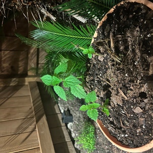 Broadleaf Plantain plantago Major Seeds, Organically Grown - Etsy