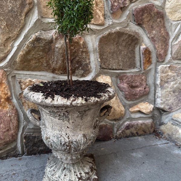 Scented Geranium Topiary Braid or Twist in a 6" Pot - Etsy