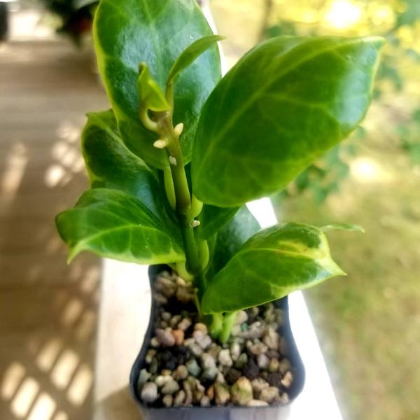 Hoya 'mathilde' (inner Variegated) | 2-inch | Exact Plant | Free Live ...