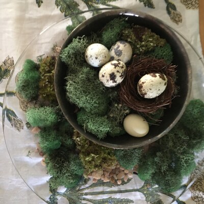 2 Pack Pixie Cup Live Lichen Moss for Terrariums Fairy Gardens Bonsai ...