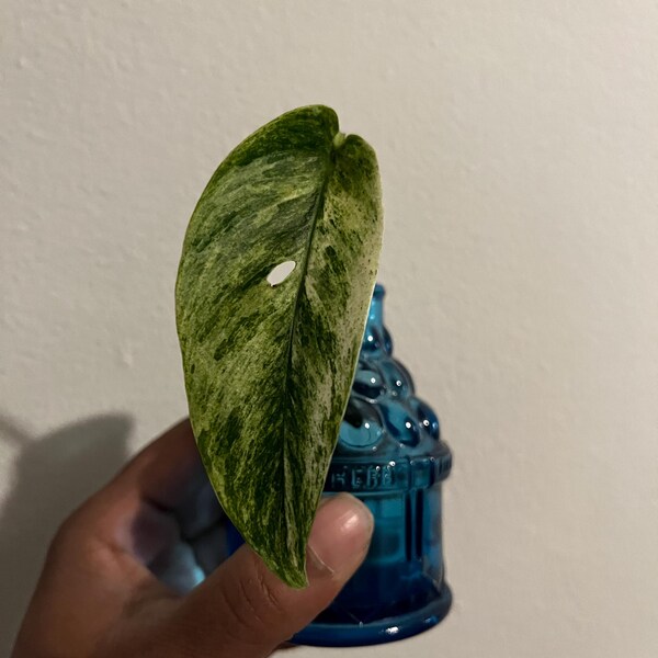 Variegated Mini Mona Lisa Lipstick Plant | LIVE Houseplant | Nodes ...
