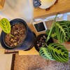 Silver Satin Pothos - Scindapsus Pictus Argyraeus - Silver Pothos Live ...