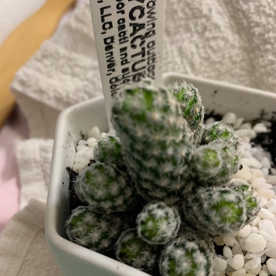 OP027: Opuntia Debreczeyi 'alberta Sunset' spineless Cat's Paw Cactus ...