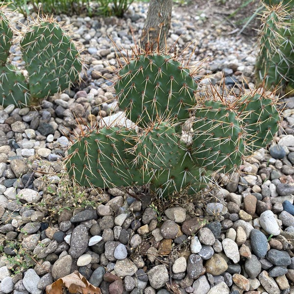 Rebutia Sanguinea Cactus Plant, Fully Rooted, Clumping Cactus, Small ...