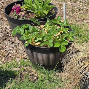 5 Heritage Everbearing Red Raspberry Plants 5 Large 1 Year Old Bare ...