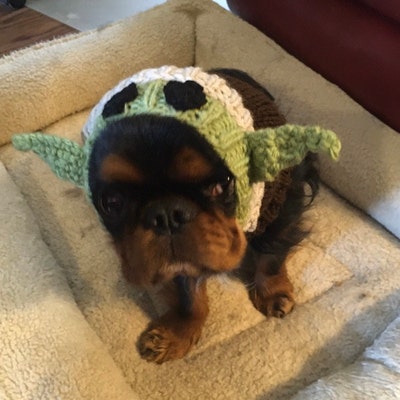 Baby Yoda Snood Cavalier Spaniel Snood Cocker English Toy Spaniel Snood ...
