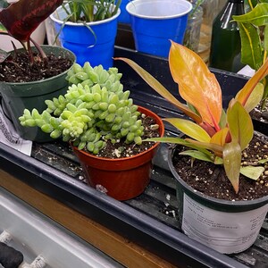 Cleistocactus Tarantula Cactus Cleistocactus Winteri Golden - Etsy