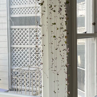 Ric Rac Cactus, Zig Zag Cactus, 2 Inch Bare Root Plant, Rare Fishbone ...