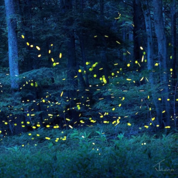 Firefly Country Road | Forest of Fireflies, Lightning Bugs, Firefly ...