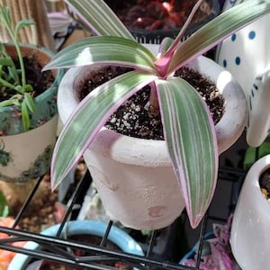 Rhoeo 'sitara's Gold' tradescantia Spathacea - Etsy