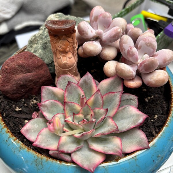 Echeveria Ball of Fat-succulent - Etsy