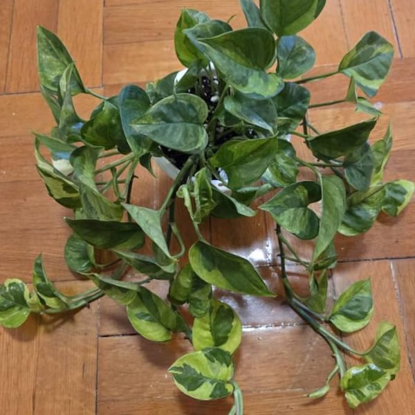 4” Monstera Peru Pot - Karstenianum Plant - Big Foliage Leaves - Fully ...