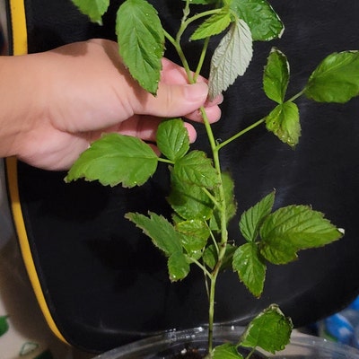 Potted Joan J Thornless Ever Bearing Red Raspberry Plants the Only ...