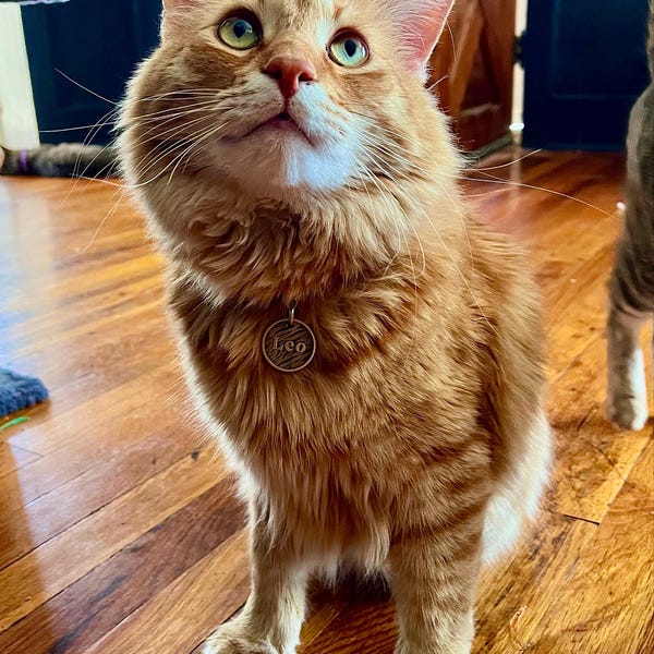 Brass Dog Tag, Personalized Brass Pet ID Tag, Custom Cat Tag, Unique ...