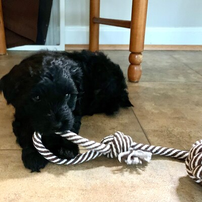 Black Spider Dog Rope Toy, Handmade Sustainable Dog Rope Toys, Toys for ...