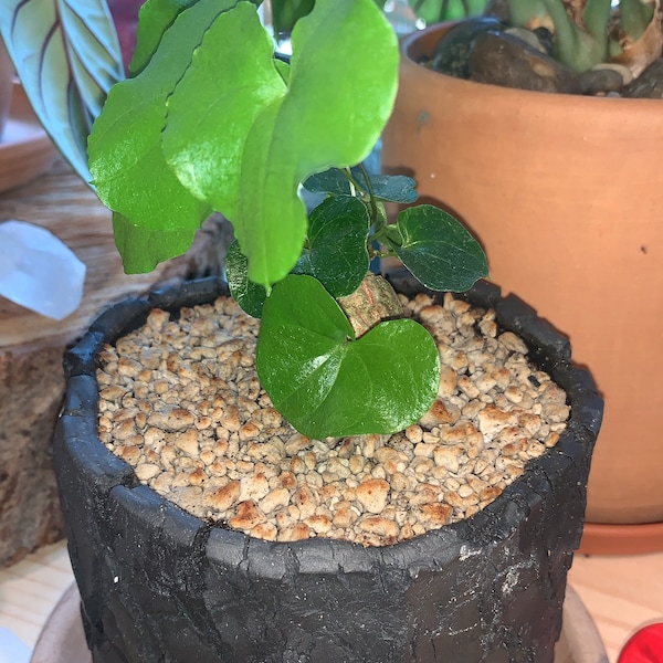 Stapelia Rufa - Etsy