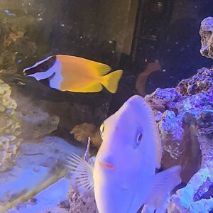 Red Sea Reefer LED 50 Light Shade 3D Printed Black or White Options - Etsy