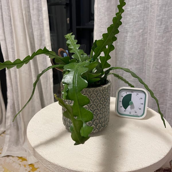 Scindapsus Neon Queen in 5" Pot - Etsy