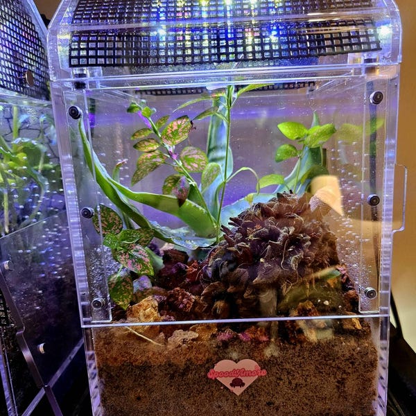Custom Jumping Spider Enclosure- Read Description - Etsy