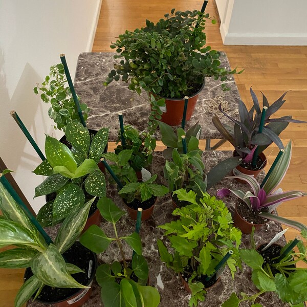 Foliage Gift Box, Box of 9 - Etsy