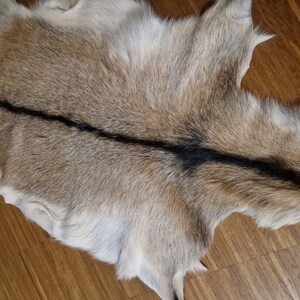 Real Giant European Wild Boar Skin Hooves Hide Pelt Area Rug Hide ...