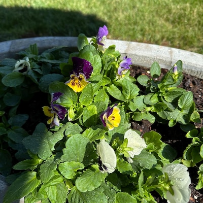 50 STATICE PASTEL Shades Flower Seeds MIX / Long Last Annual / Deer ...