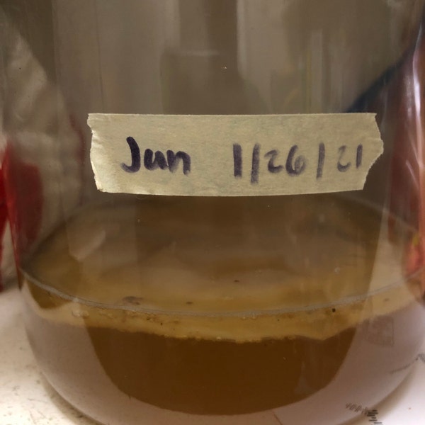 Authentic Honey JUN SCOBY W/starter Fermenting Instructions Champagne ...