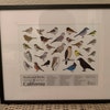 California Printable Backyard Birds of California Field - Etsy