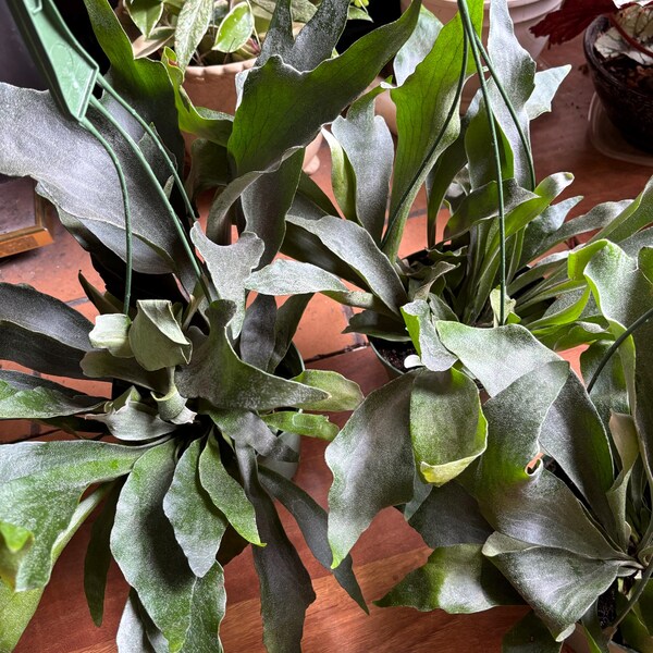 Stag Horn Fern 6inch Potted Plant Indoor Tropical Houseplant Hanging ...