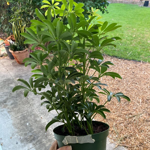 Cordyline Cathy Ann, 10" Pot Full Pot - Etsy