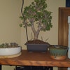 Bonsai Chinese Pepper Tree Zanthoxylum Beecheyanum - Etsy Canada