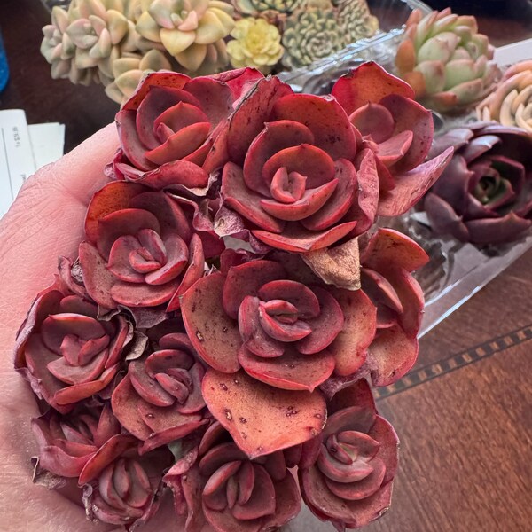 Mix Rare Live Succulent Plants Advanced Level Blind Box, 2-3.5 Random ...