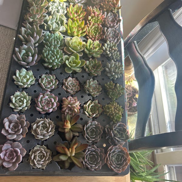 Assorted Succulent Plug Mix | Live Rooted Succulent Plants - Etsy