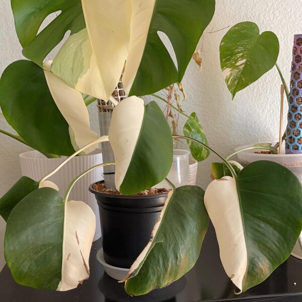 Philodendron Fire Princess Rooted in Soil, Actively Growing - Etsy