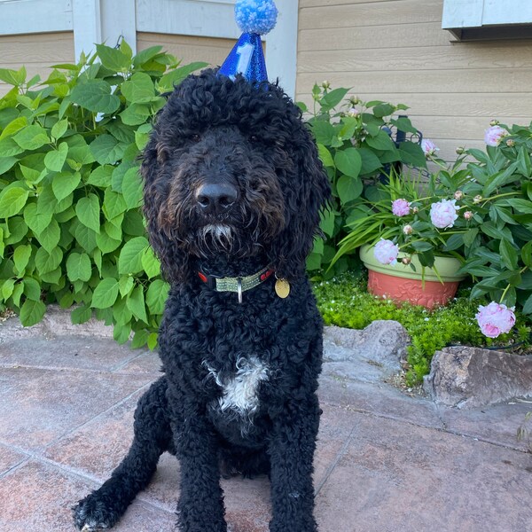 1st Birthday Hat- Boy First Birthday Hat - Mini Blue Party Hat - Boy ...